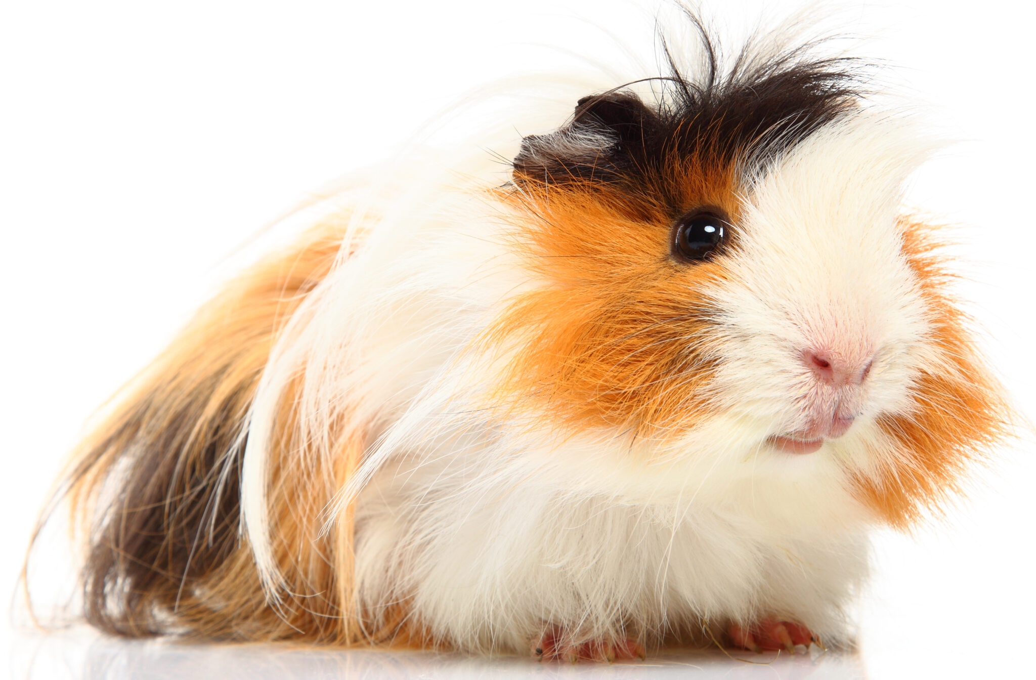 COBAYAS: Cuidados, alimentación, tipos y consejos